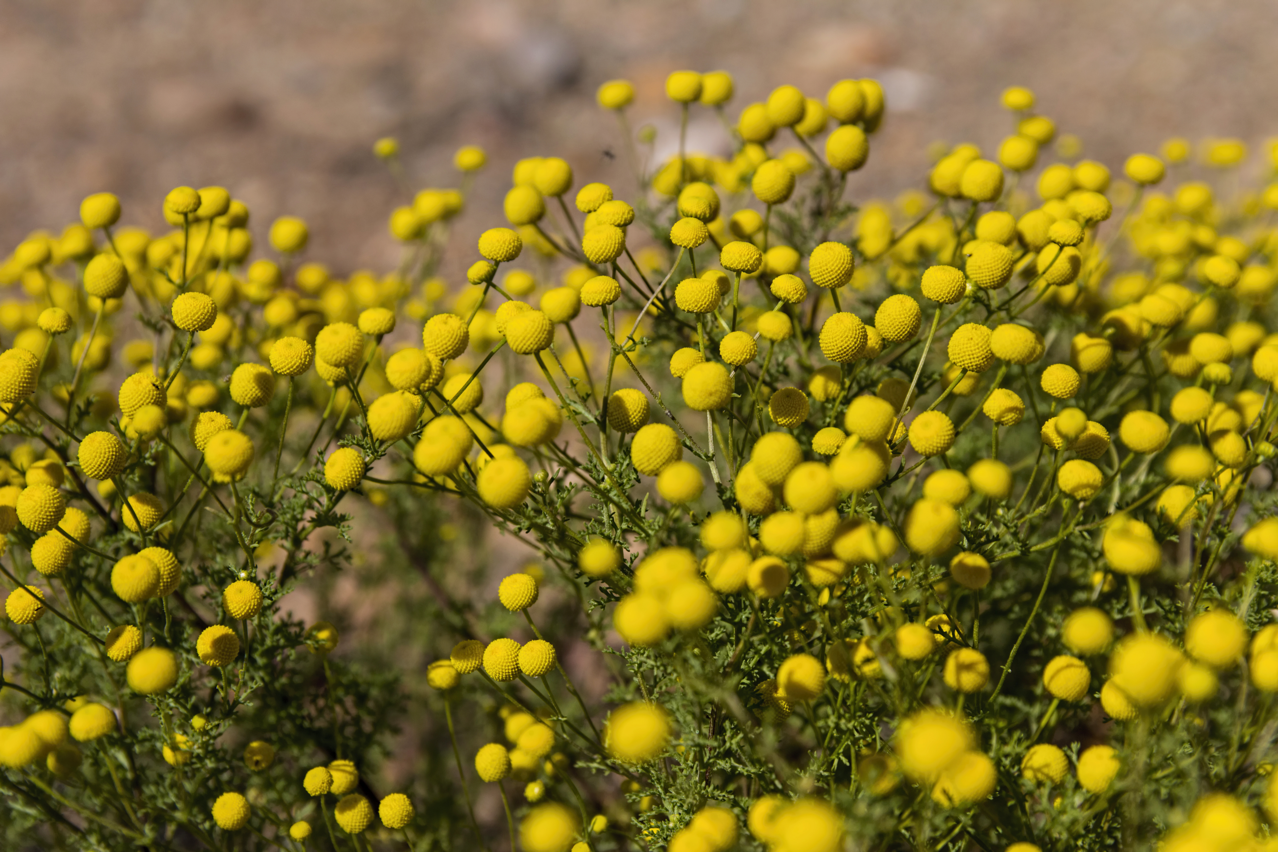 Spring into Action Against Invasive Species | Arizona Environment
